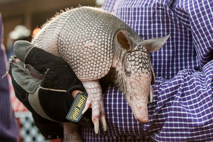 thedailypic•Yr4•213/365•A is for Armadillo – tim rice photo