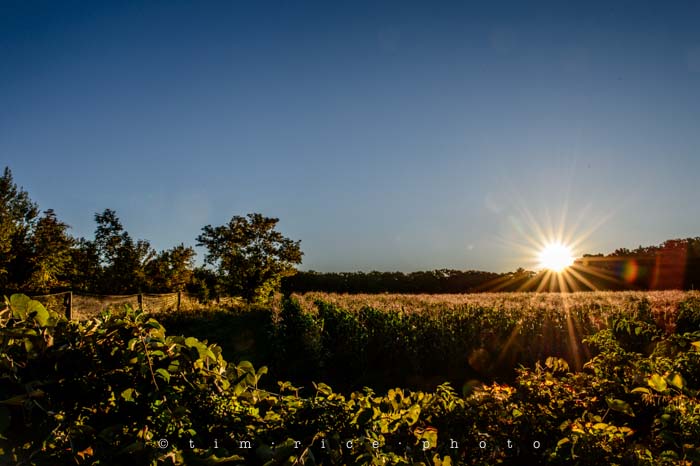 thedailypic•Yr4•358/365•Sun Over Field – tim rice photo