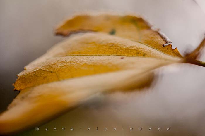 thedailypic•Yr5•008/365•1469•Anna’s Leaf – tim rice photo