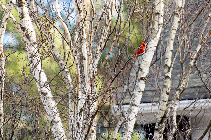 thedailypic•Yr6•195/365•2021•Red Bird White Trees – tim rice photo