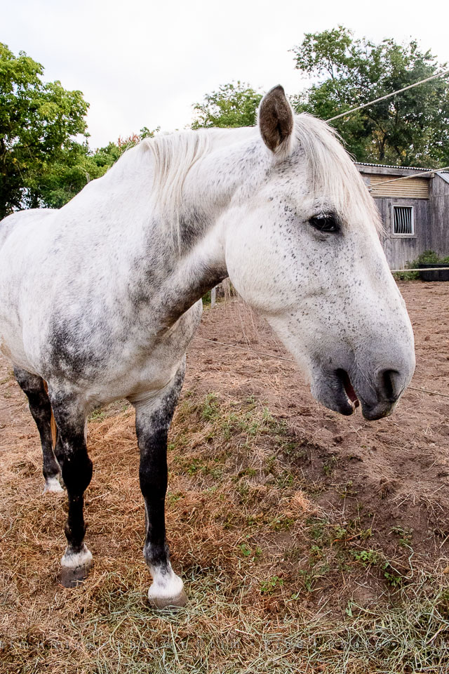 thedailypic•Yr7•352/366•2543•Cappy – tim rice photo