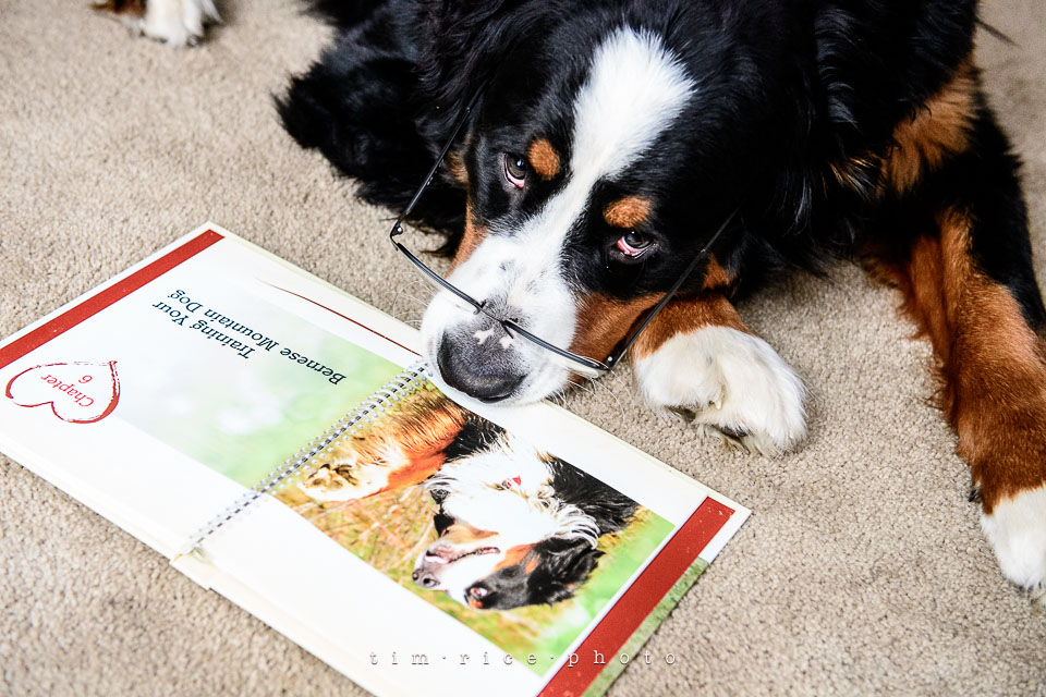 thedailypic•Yr8•182/365•2739•The Studious Dog – tim rice photo