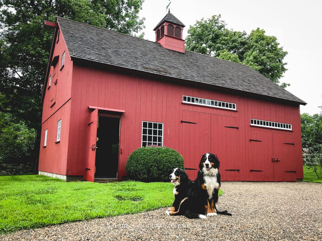 the dailypic 3230 yr9 308 Barn Dogs – tim rice photo