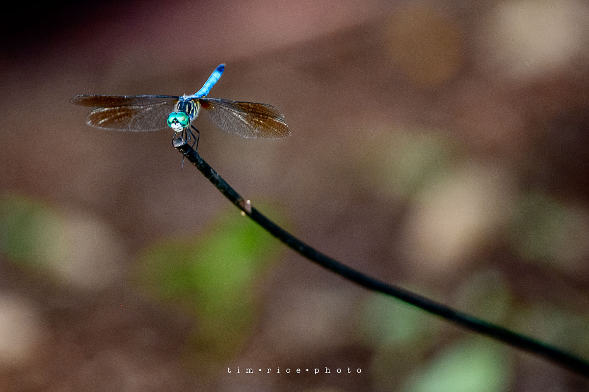 the dailypic 3560 yr10 273 Dragonfly Landed – tim rice photo