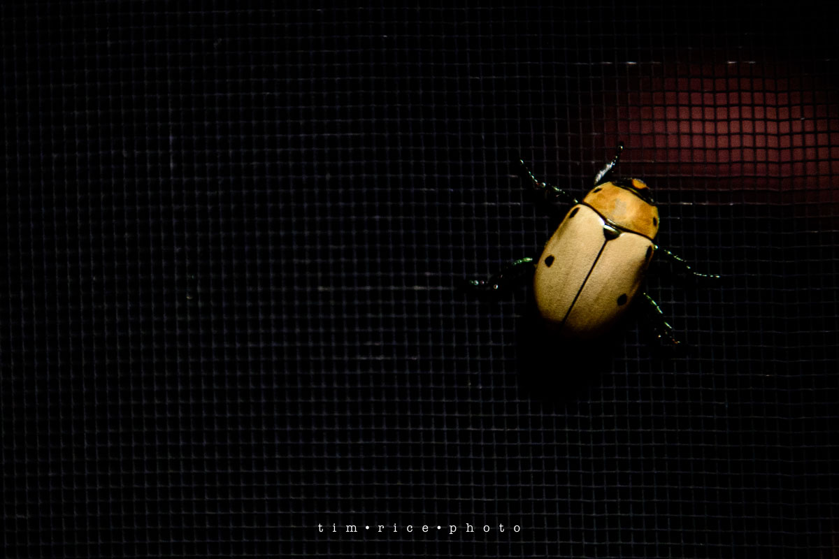 the dailypic 3587 yr10 300 Night Beetle – tim rice photo