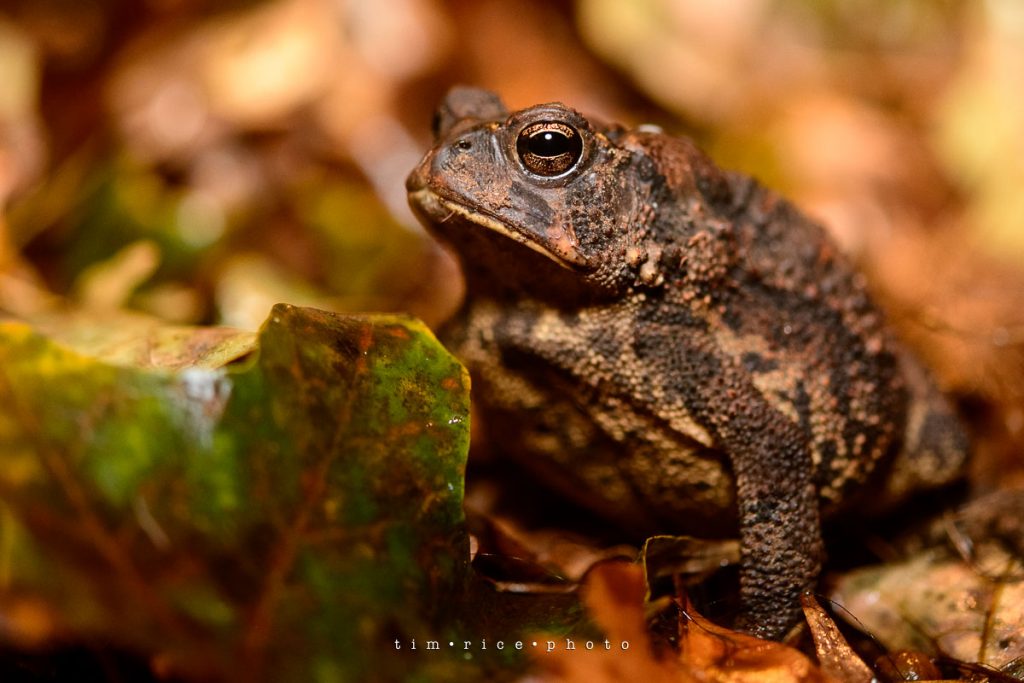 the dailypic 3655 yr11 003 Mr. Toad – tim rice photo