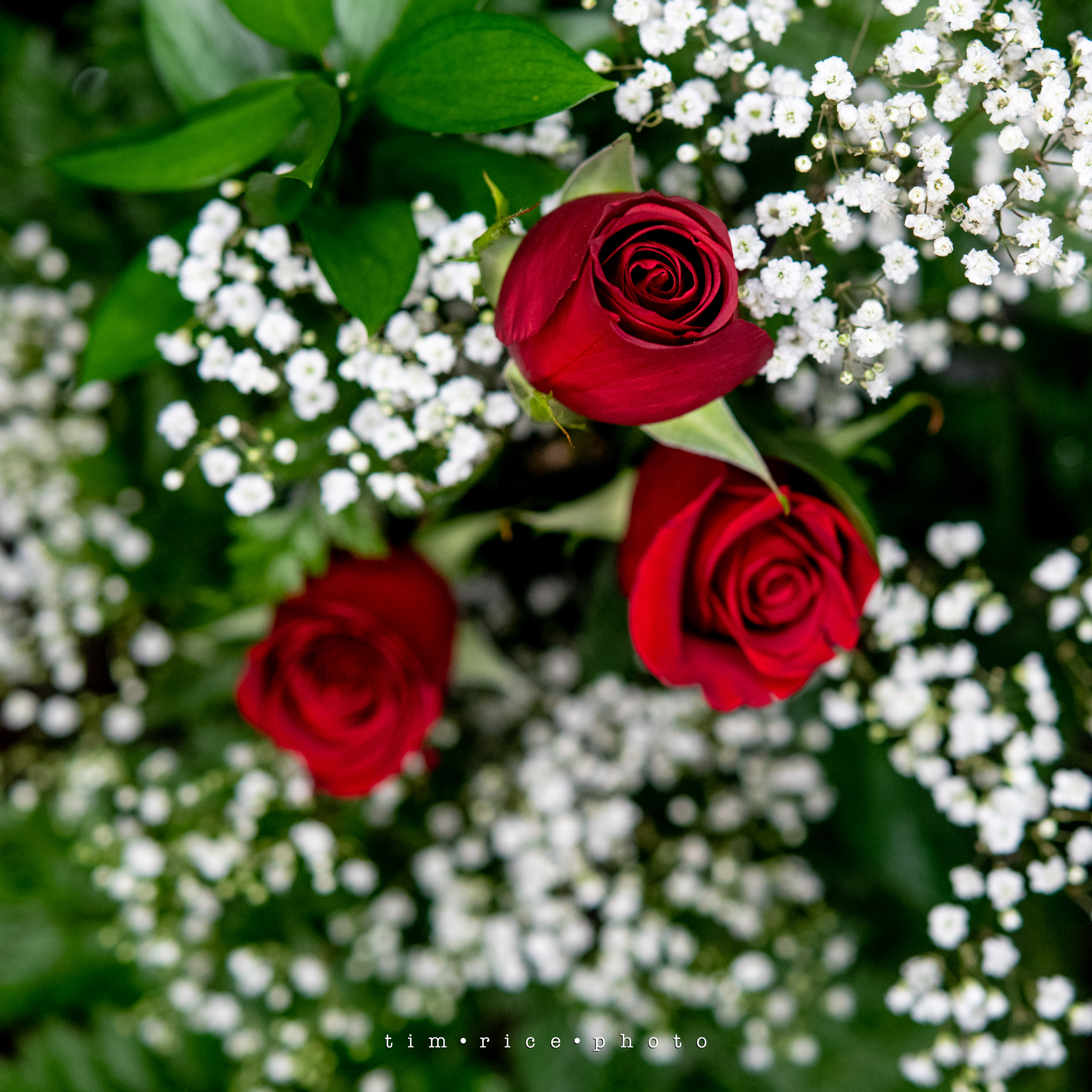the dailypic 3786 yr11 134 Time for Roses – tim rice photo
