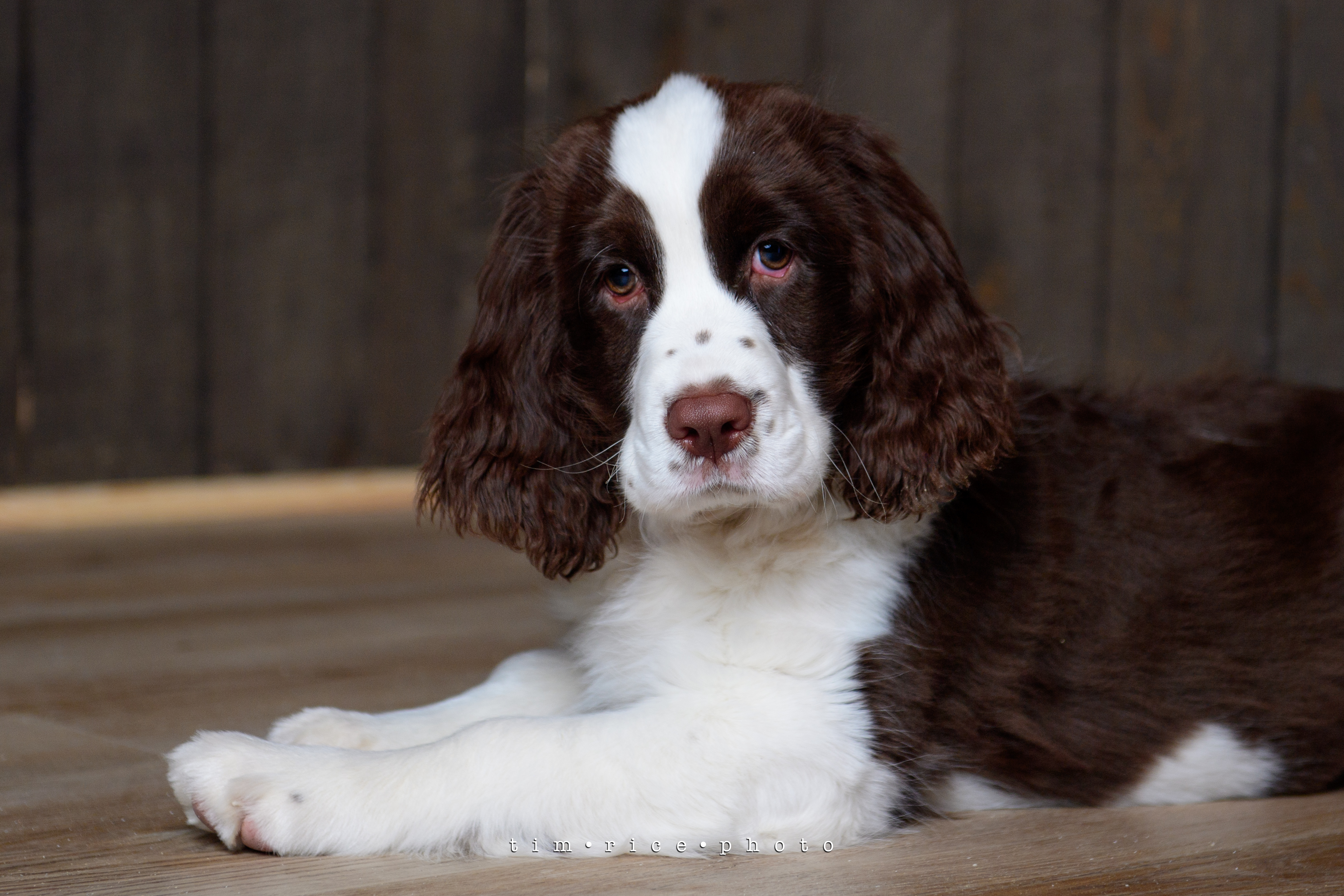 the dailypic 3802 yr11 150 Hugo – tim rice photo