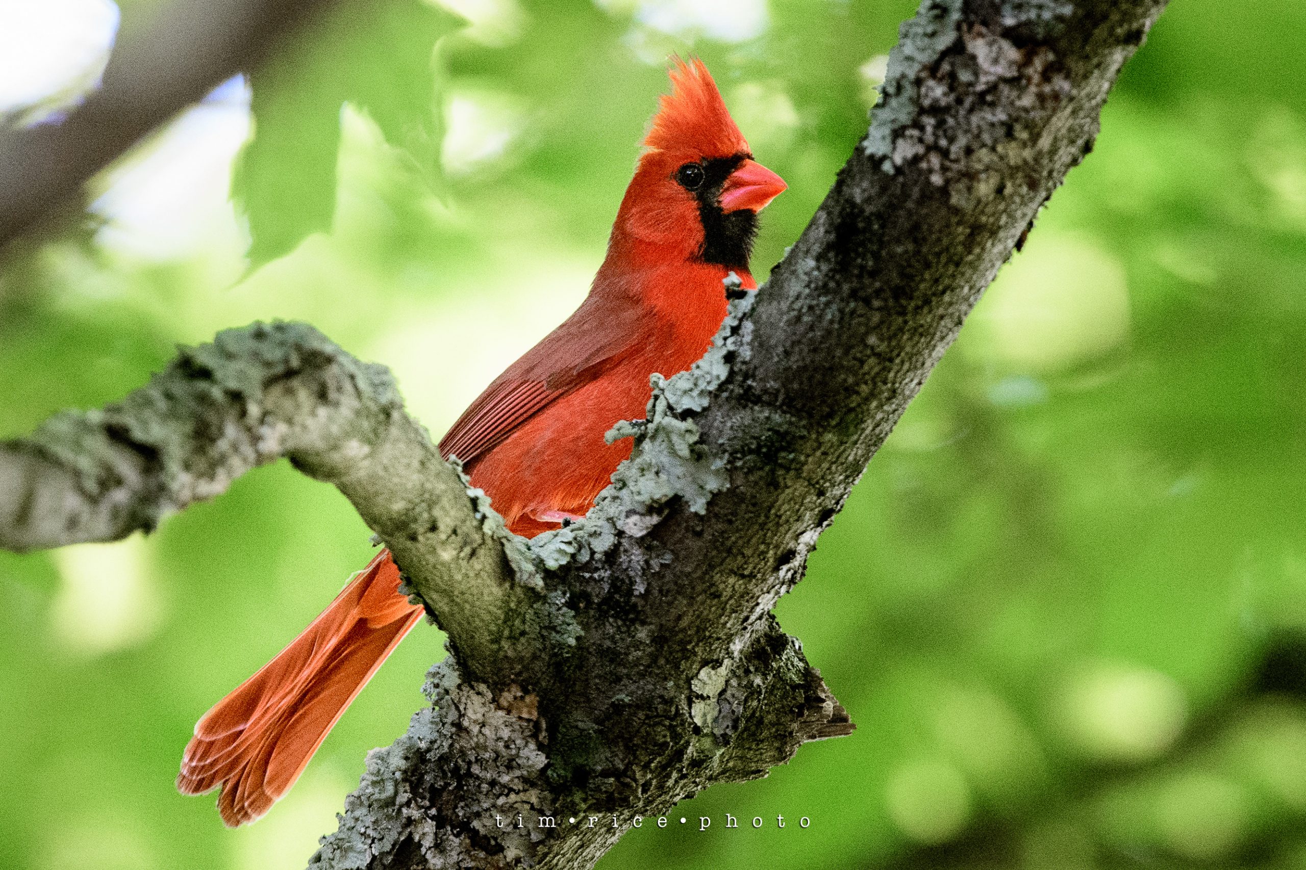 the dailypic 3908 yr11 256 Young Cardinal – tim rice photo