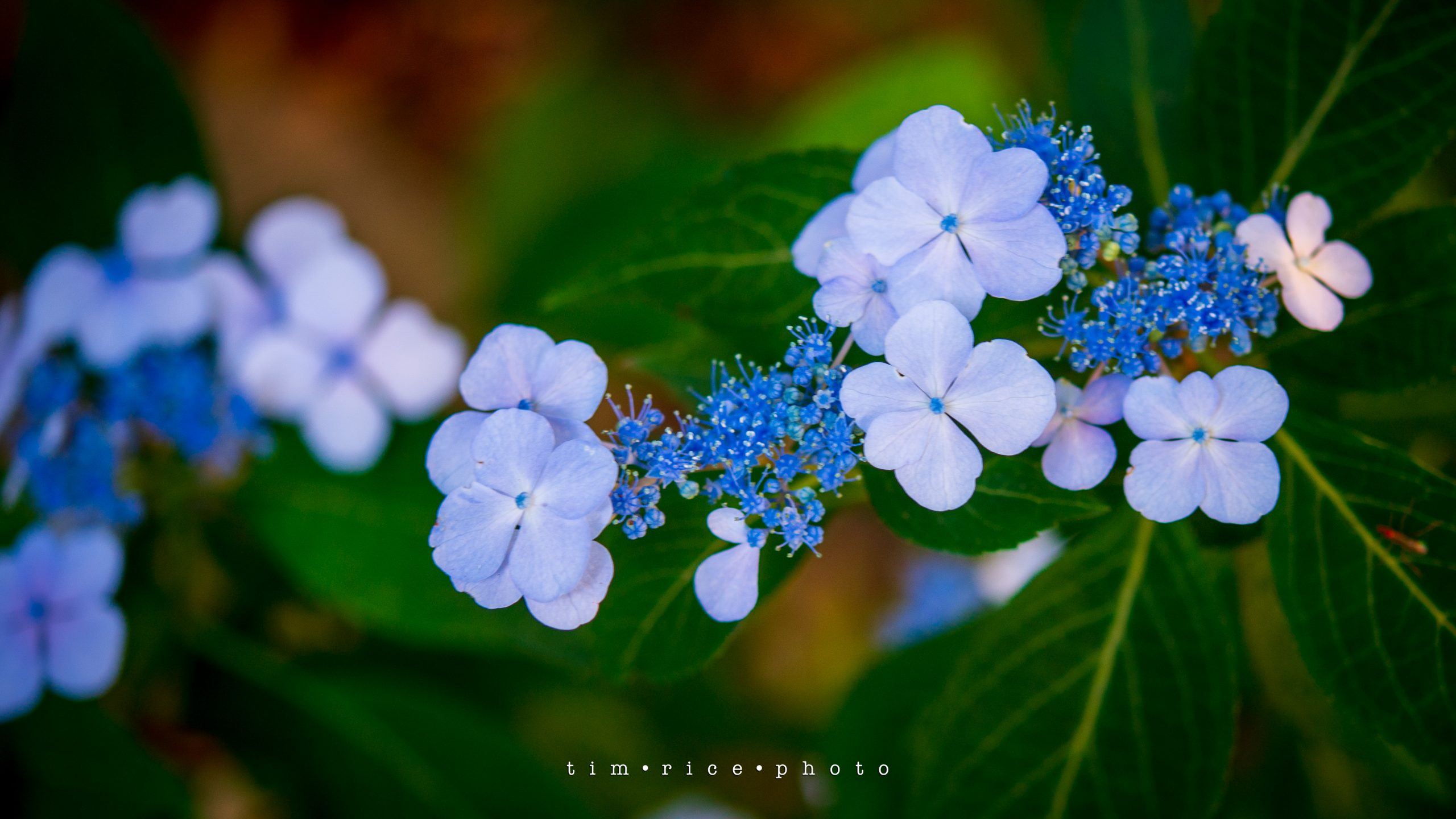 the dailypic 3940 yr11 288 Flowers – tim rice photo