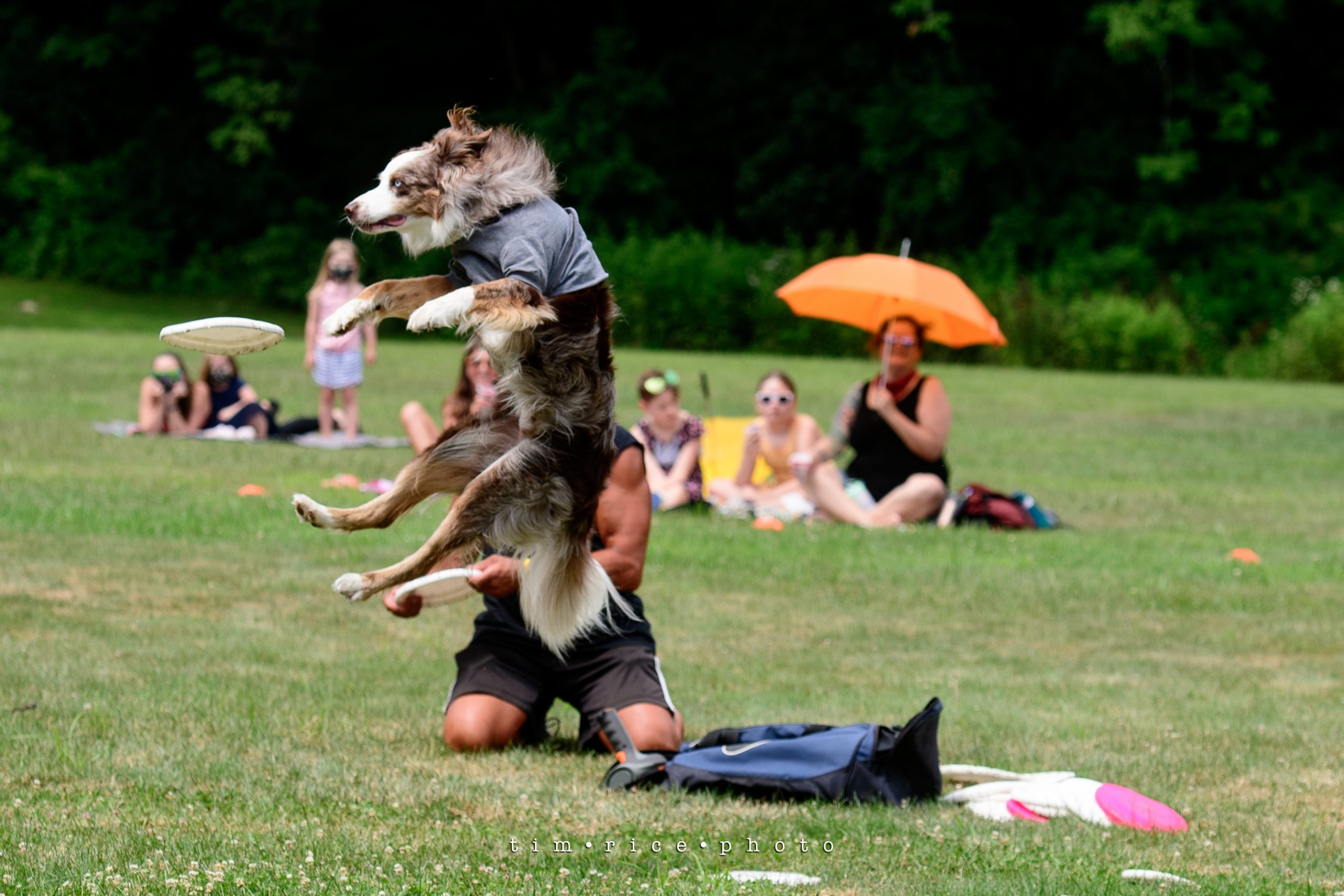 the dailypic 3948 yr11 295 Flying Dogs – tim rice photo