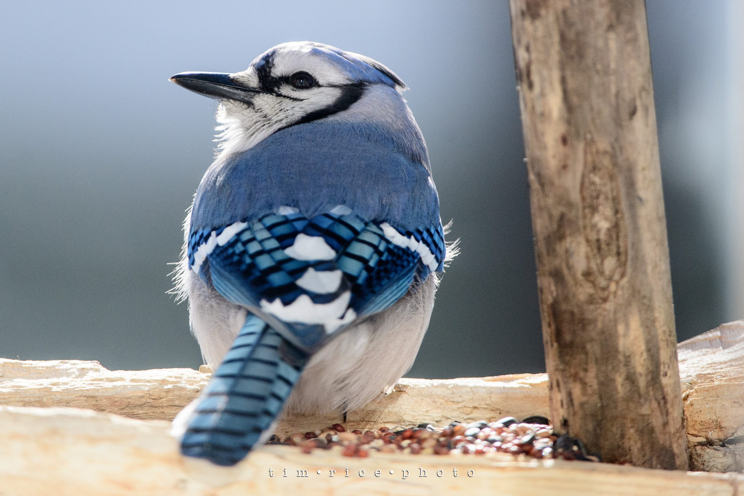 the dailypic 4139 yr12 122 Blue Bully – tim rice photo