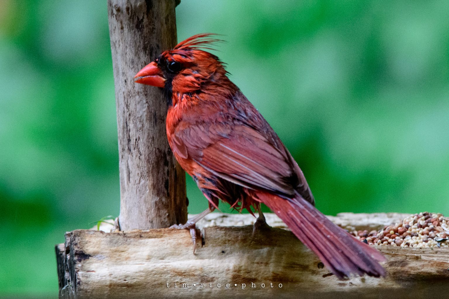 the dailypic 4275 yr12 257 The Wet Cardinal – tim rice photo