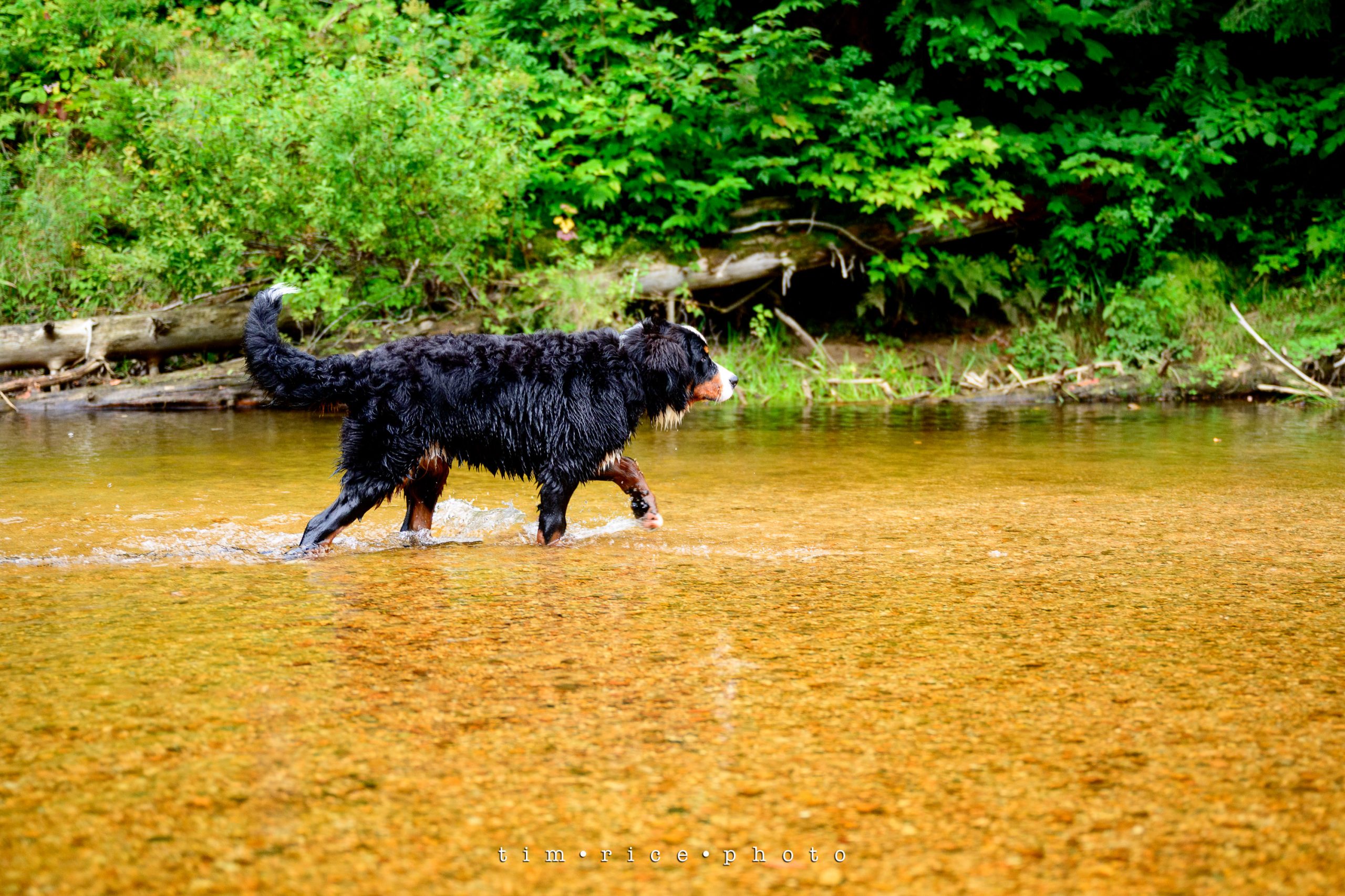 the dailypic 4343 yr12 325 Water Dogs – tim rice photo