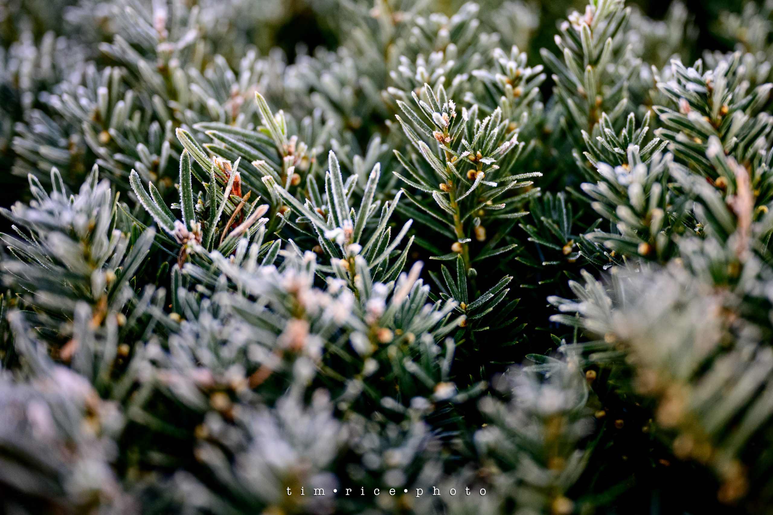 the dailypic 4418 yr13 035 Frosty – tim rice photo