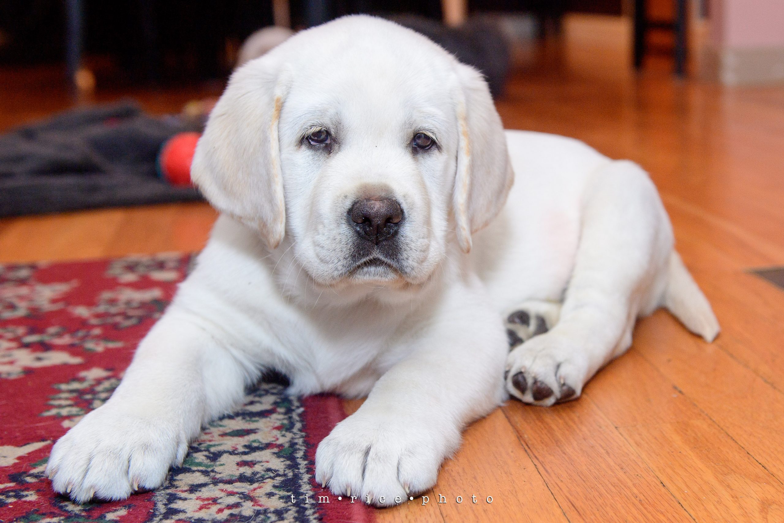 the dailypic 4432 yr13 049 Winston – tim rice photo