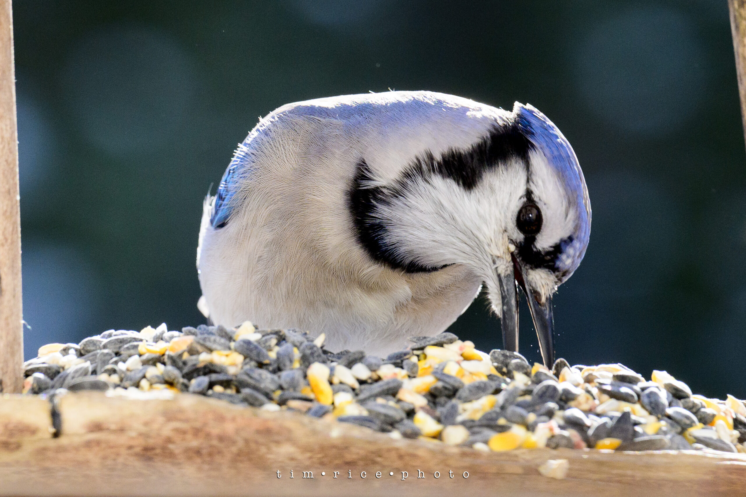 the dailypic 4494 yr13 111 The Slob – tim rice photo