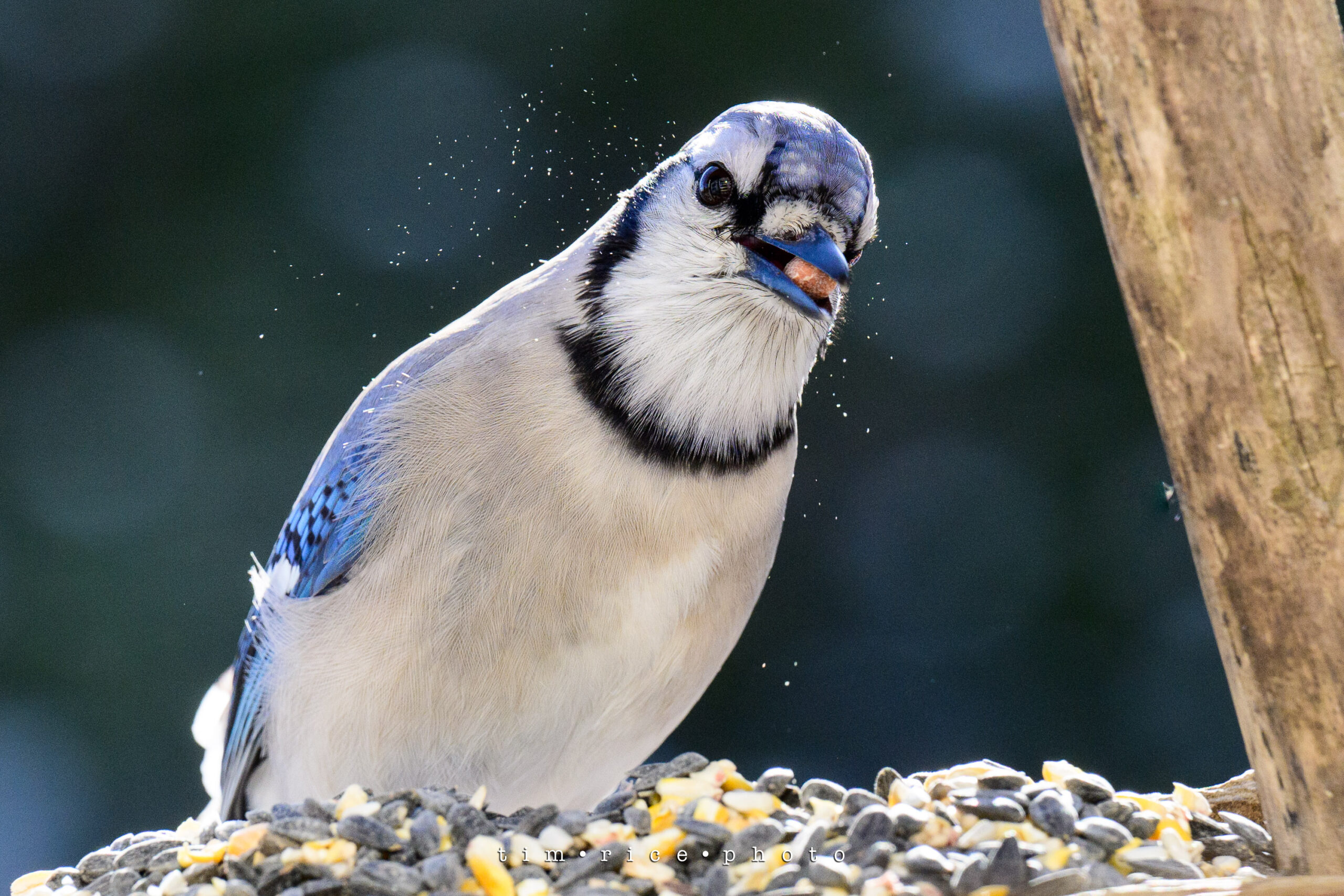 the dailypic 4494 yr13 111 The Slob – tim rice photo