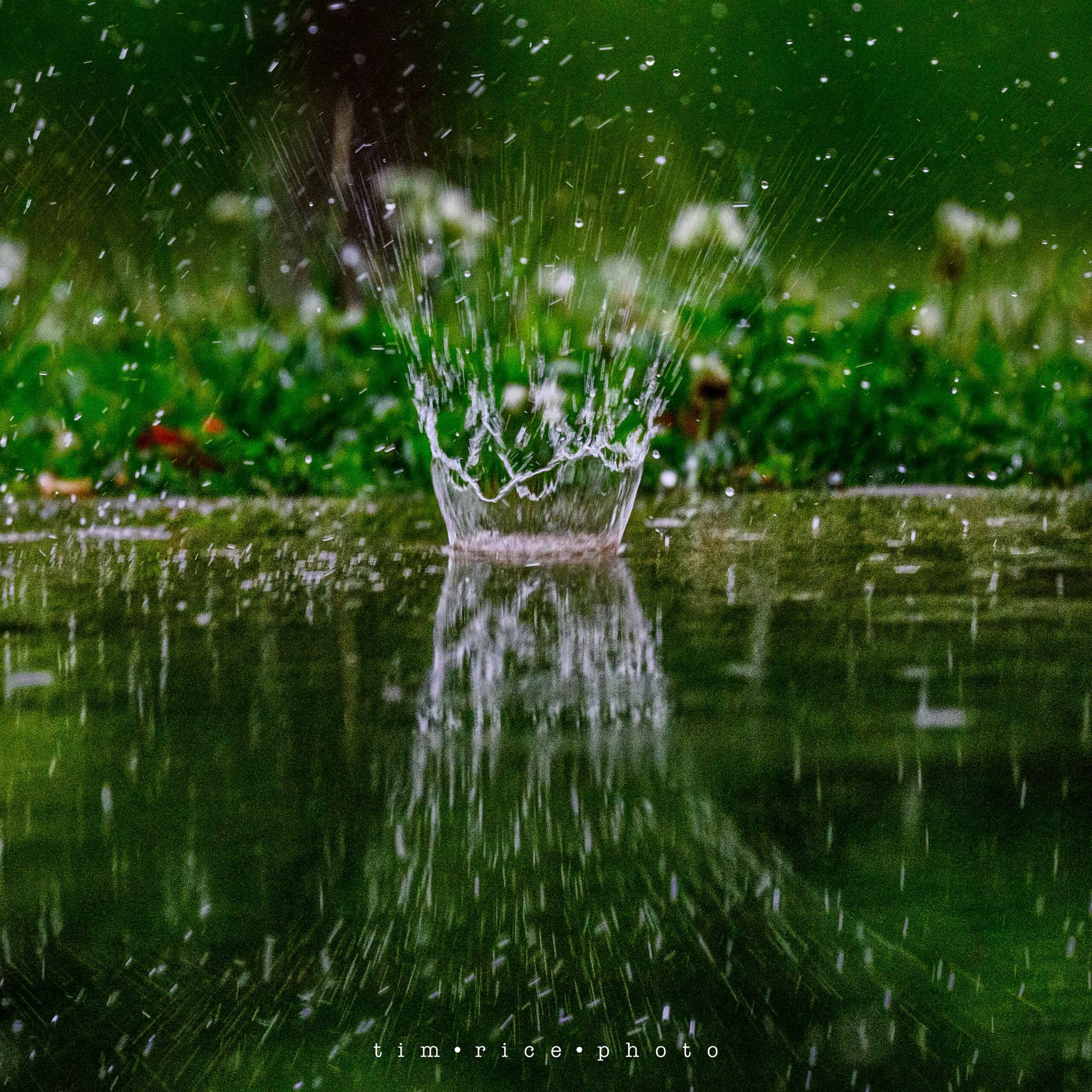 the dailypic blog – tim rice photo