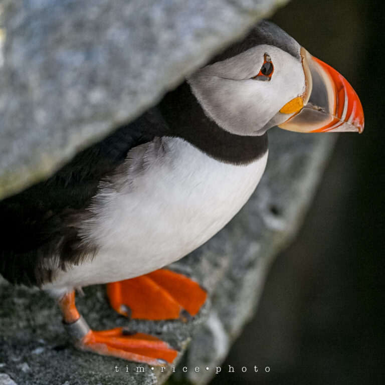 the dailypic blog – tim rice photo