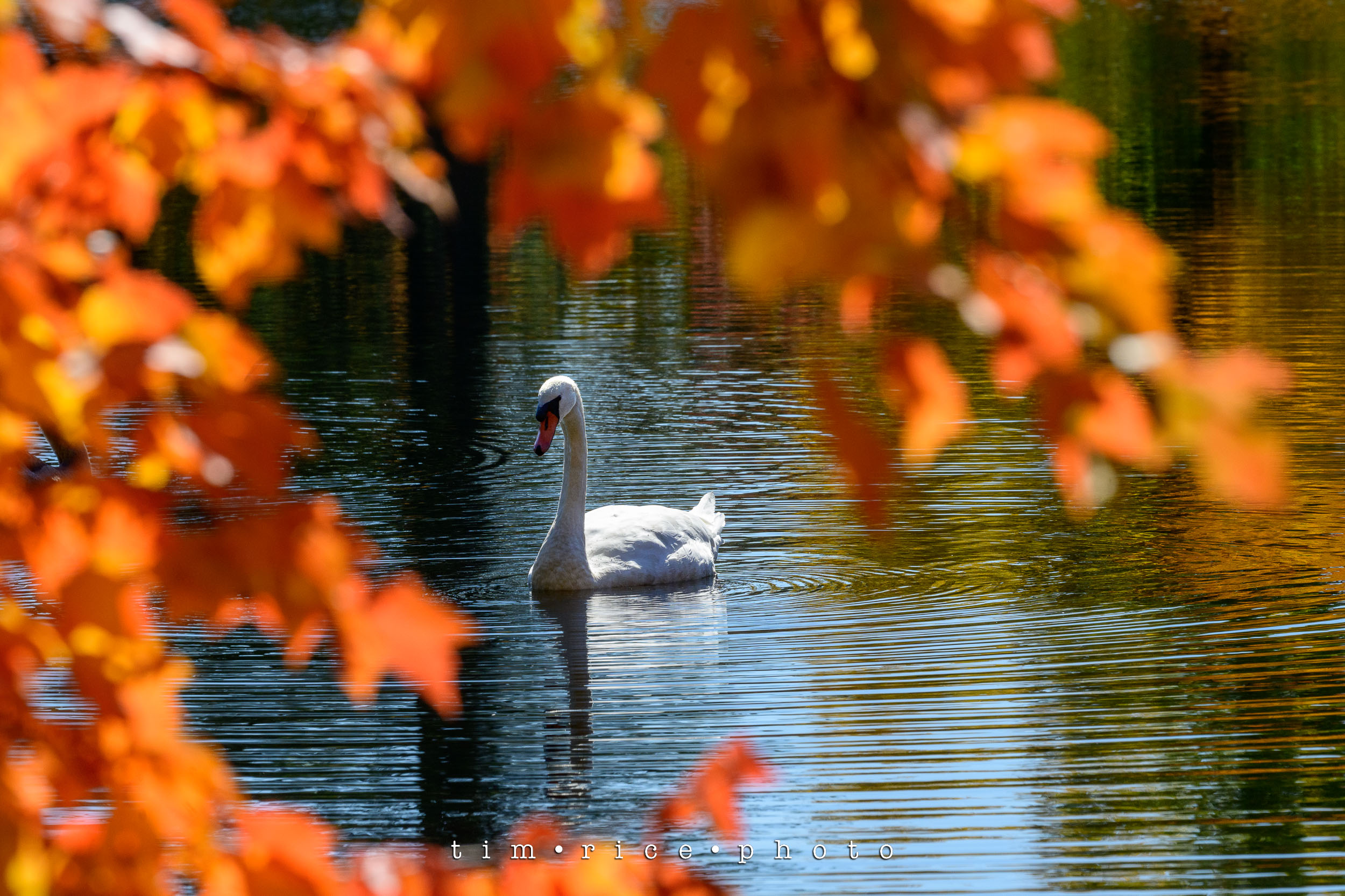 the dailypic 4762 yr14 014 Swan Pond – tim rice photo