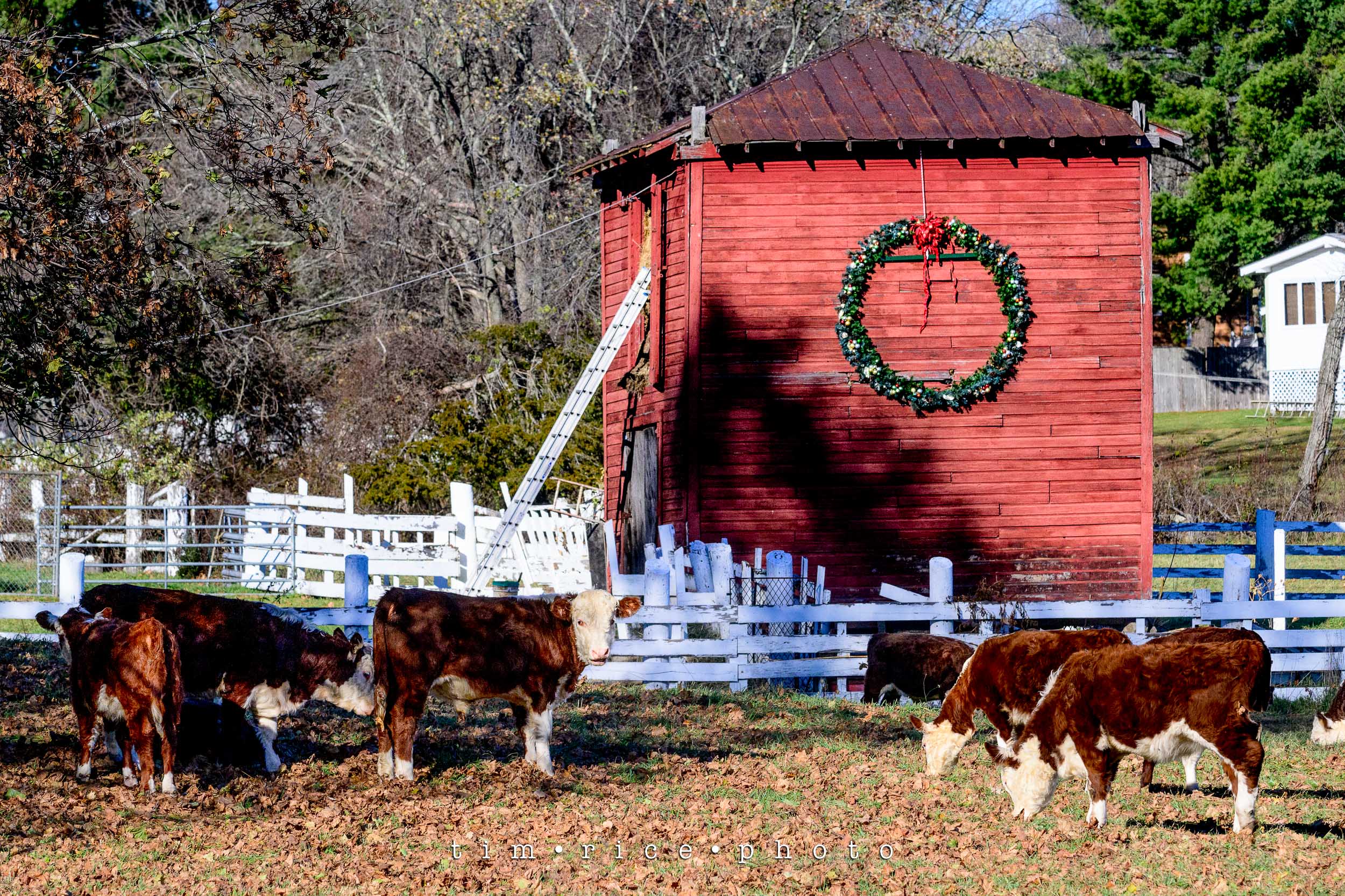 the dailypic 4801 yr14 053 Cows of Season – tim rice photo