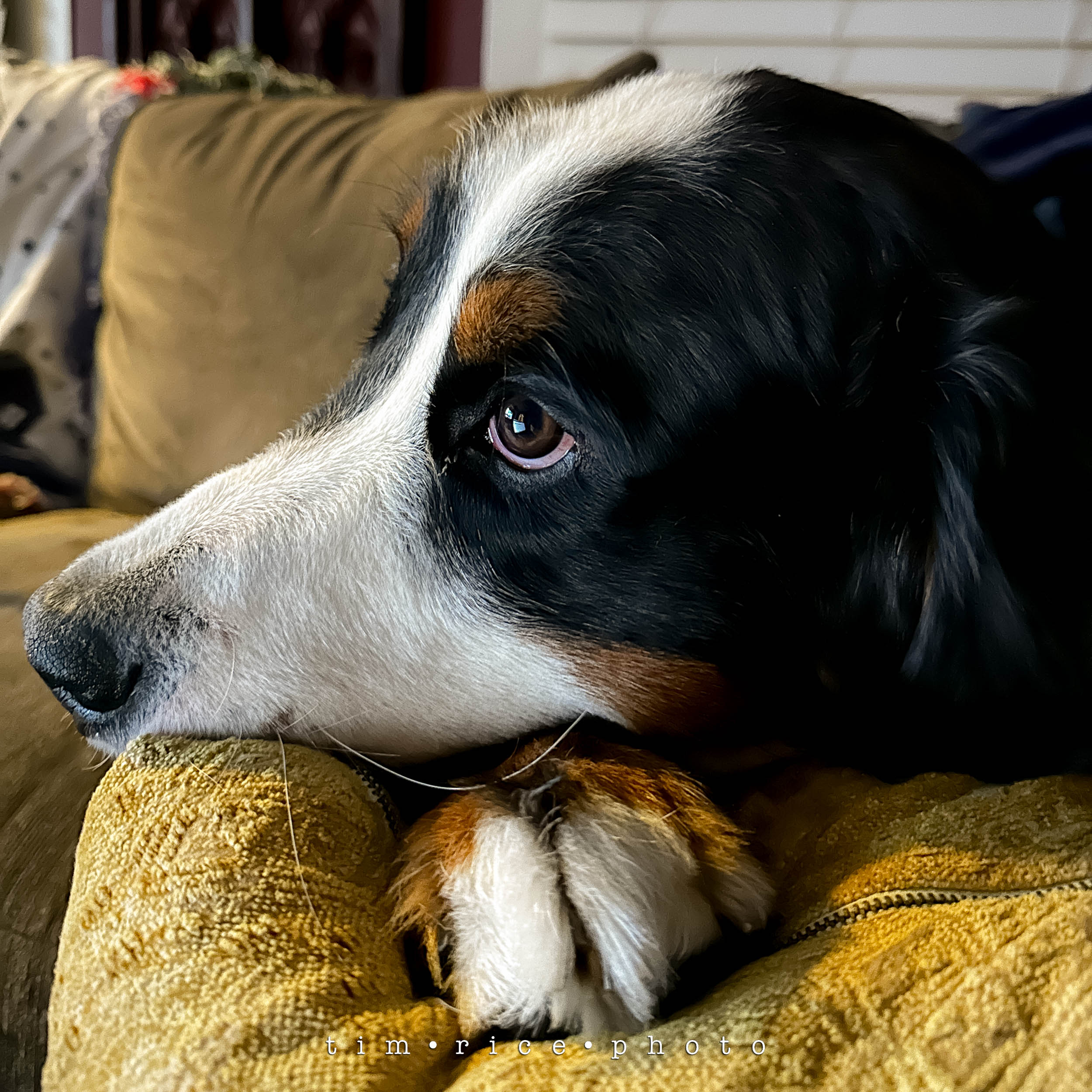 the dailypic 4804 yr14 056 Miss Lazy – tim rice photo