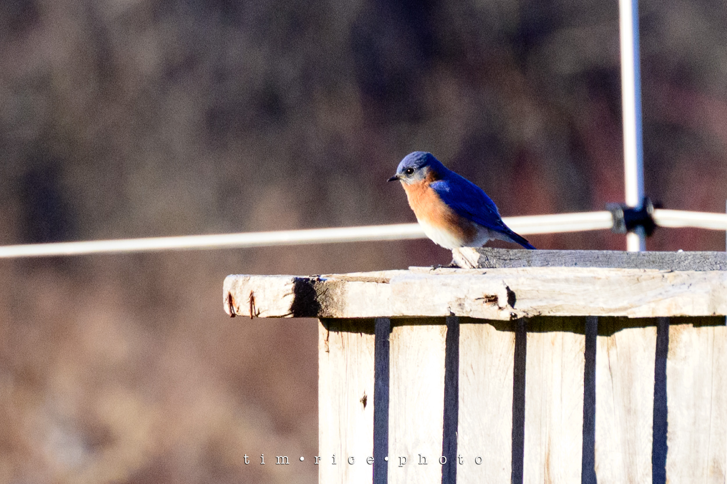 the dailypic 4807 yr14 059 Bluebird – tim rice photo
