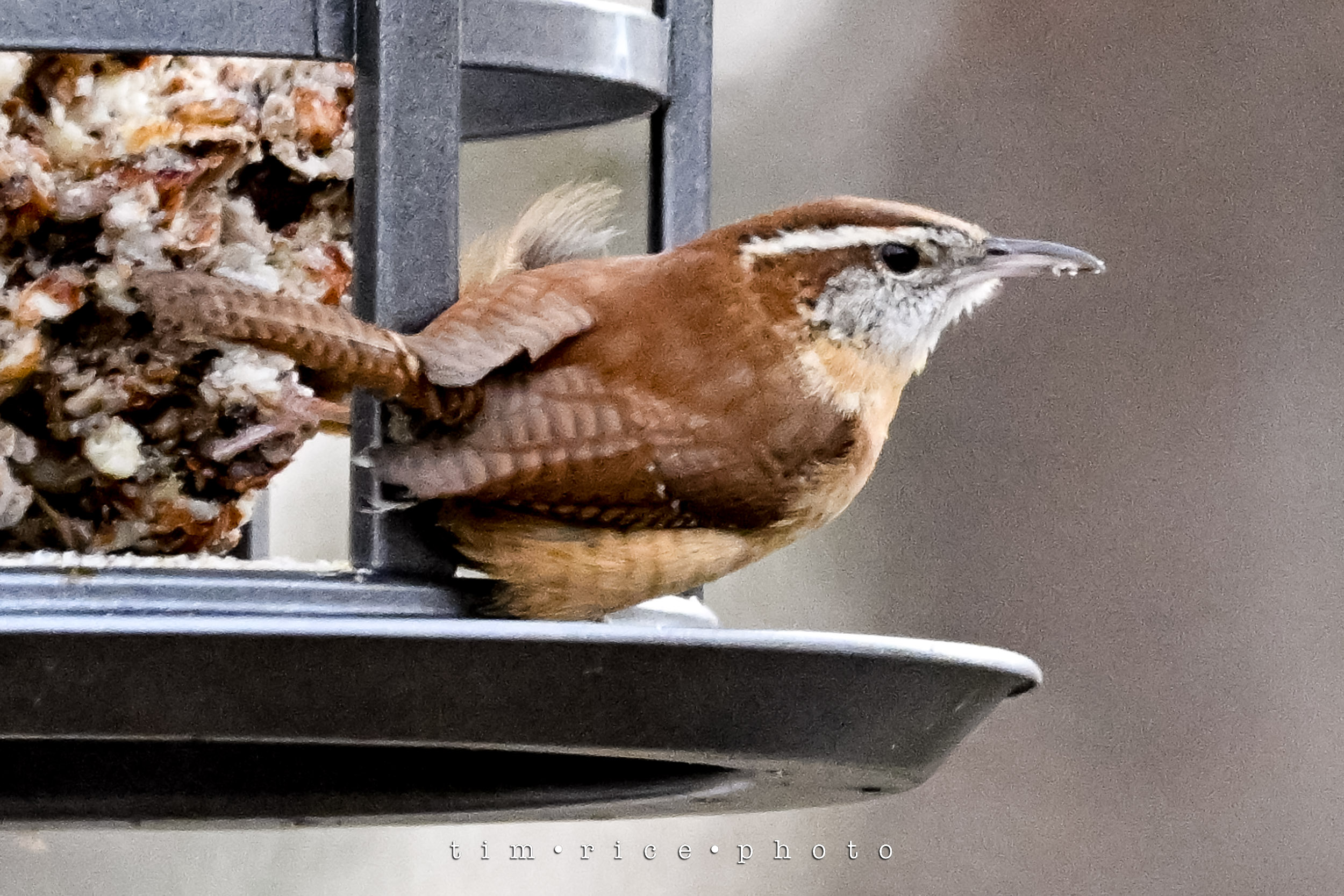 the dailypic 4878 yr14 130 Wren – tim rice photo