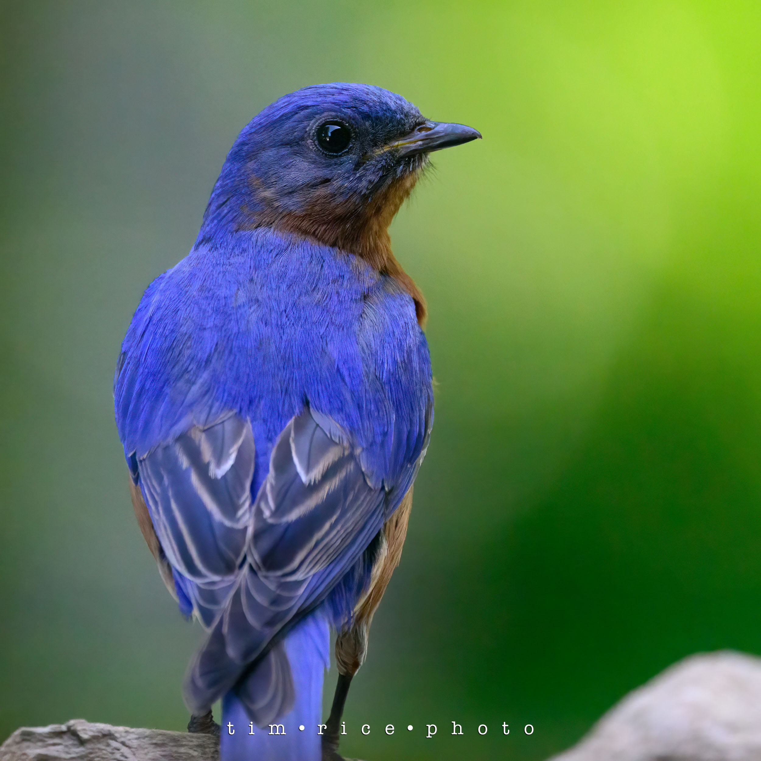 the dailypic 4982 yr14 234 Pretty Blue – tim rice photo