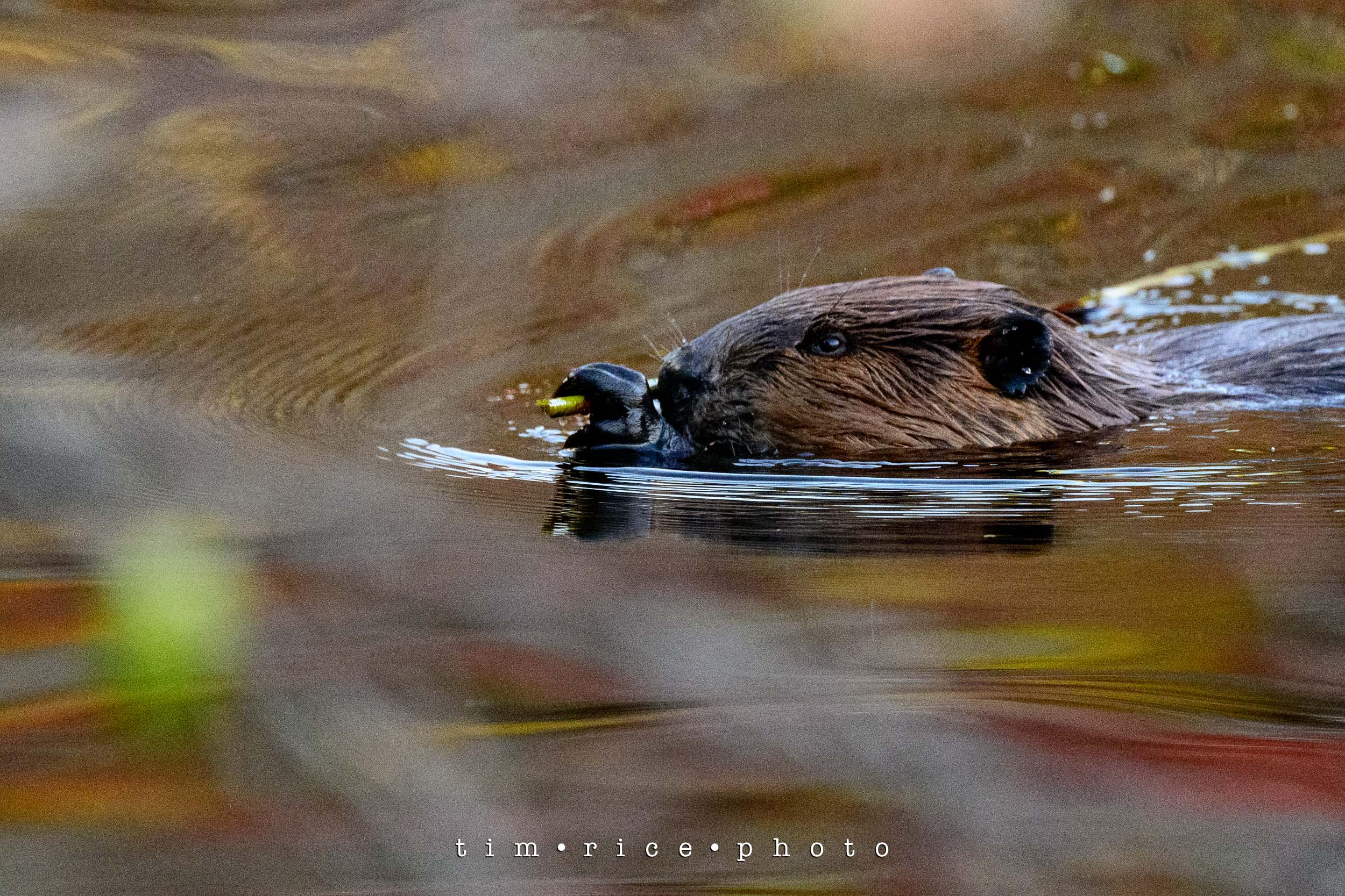 the dailypic 5137 yr15 024 Busy Beaver – tim rice photo