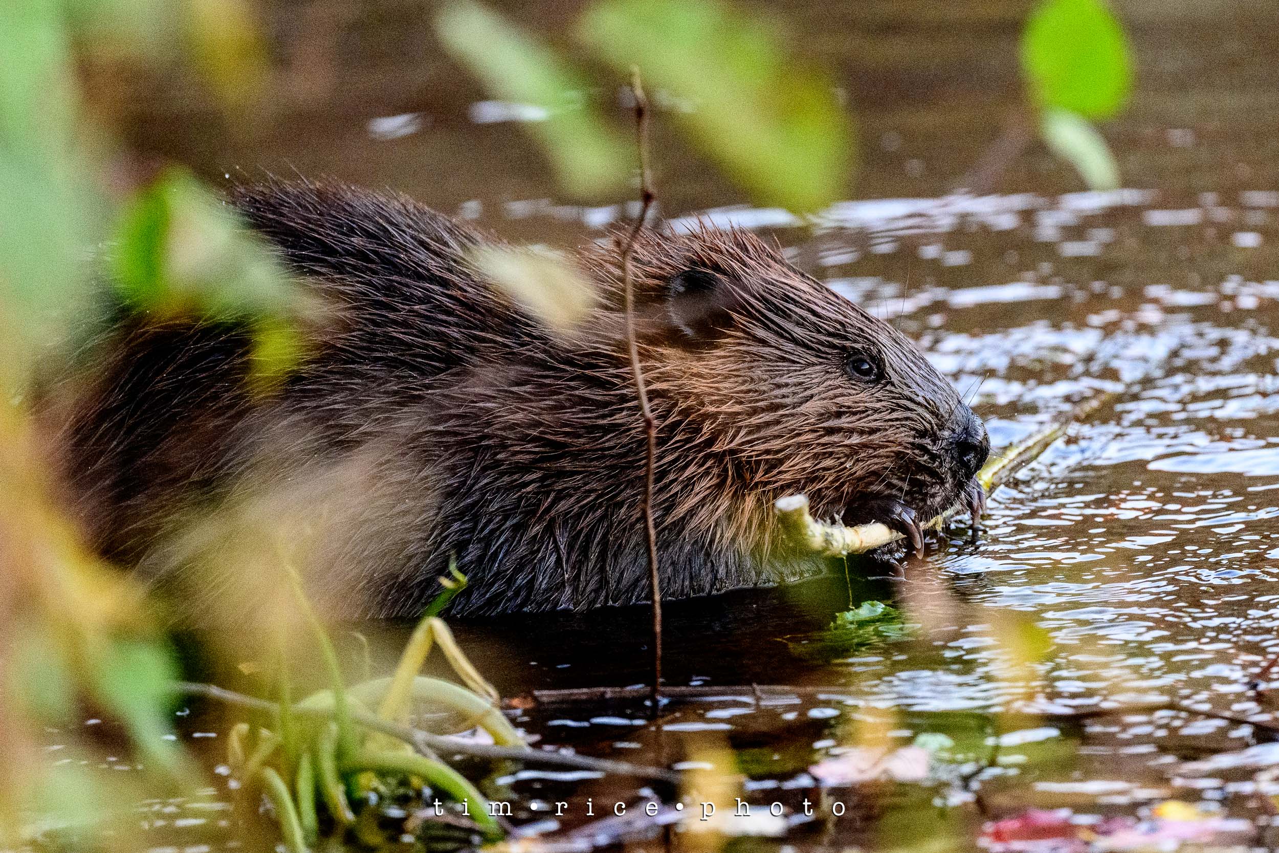 the dailypic 5137 yr15 024 Busy Beaver – tim rice photo