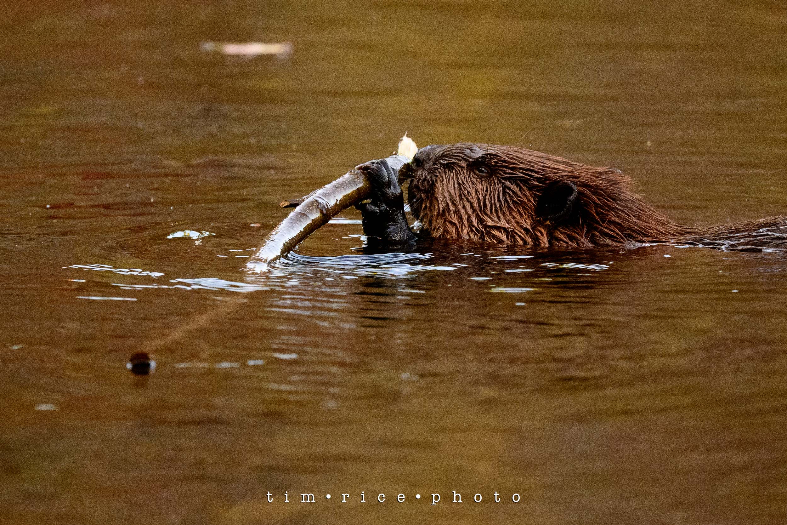 the dailypic 5137 yr15 024 Busy Beaver – tim rice photo