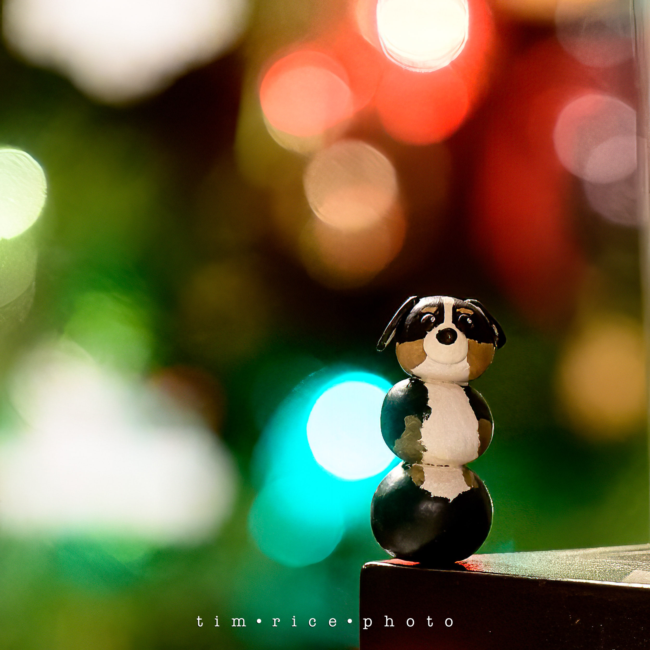 the dailypic 5201 yr15 088 Snowdog – tim rice photo