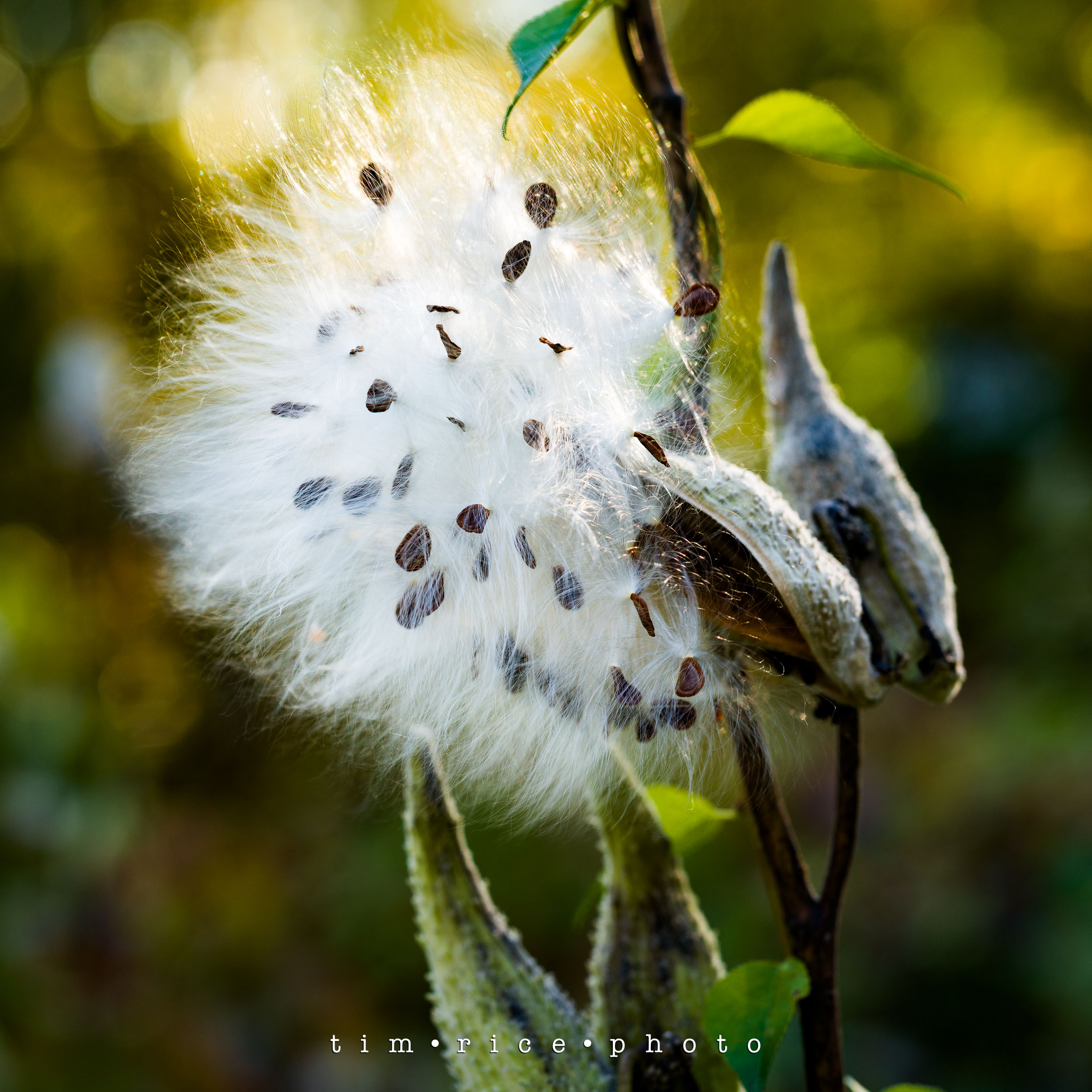 the dailypic 5490 yr16 011 Nature Explosion – tim rice photo