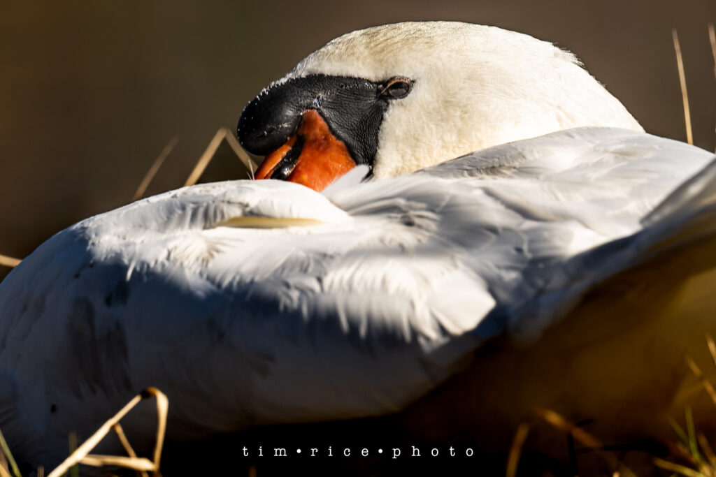 the dailypic 5516 yr16 037 Sleepy Swan – tim rice photo