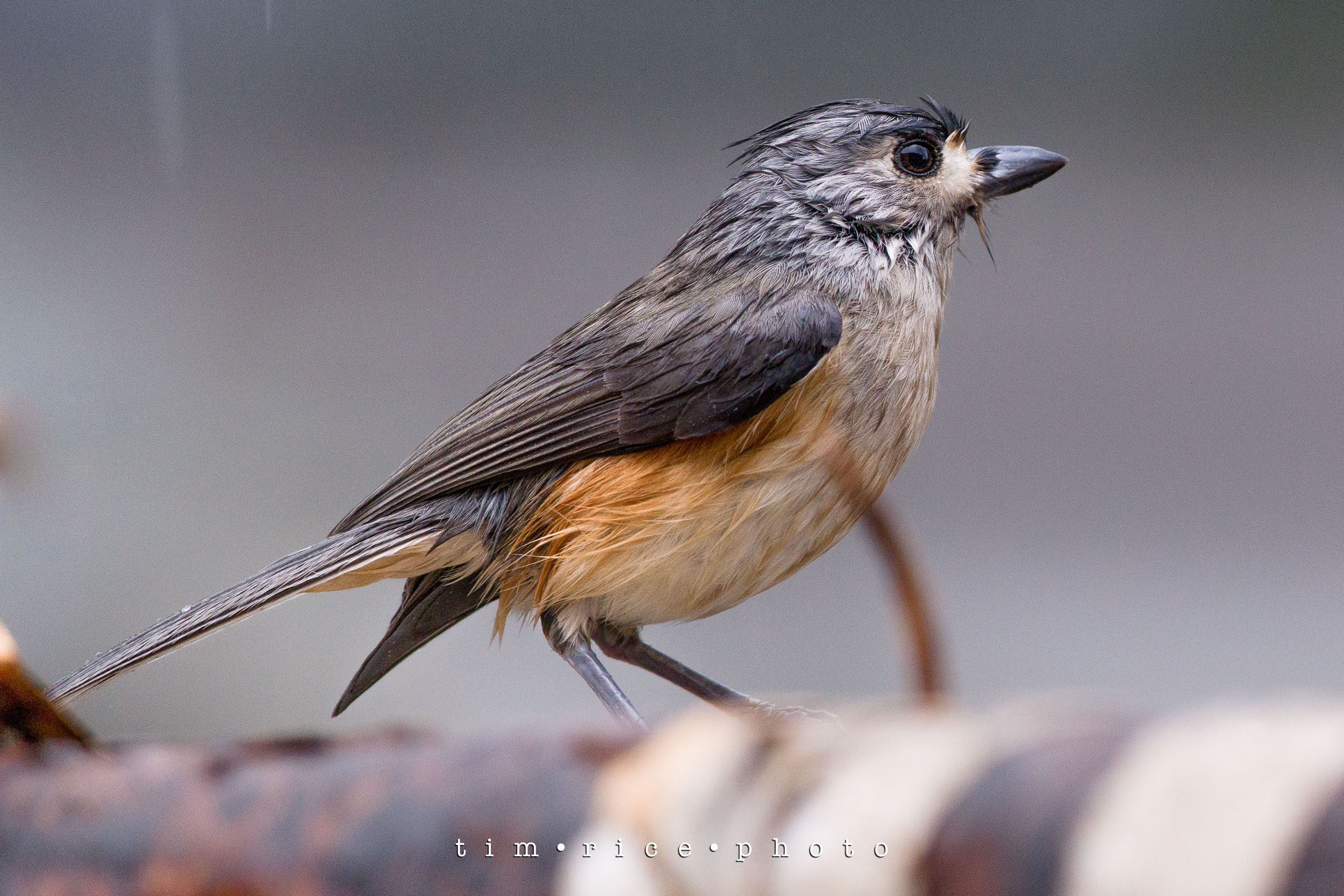 the dailypic 5531 yr16 052 Wet Bird Day – tim rice photo