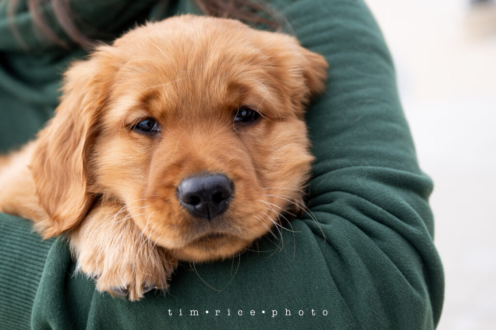 the dailypic 5613 yr16 134 Harley – tim rice photo