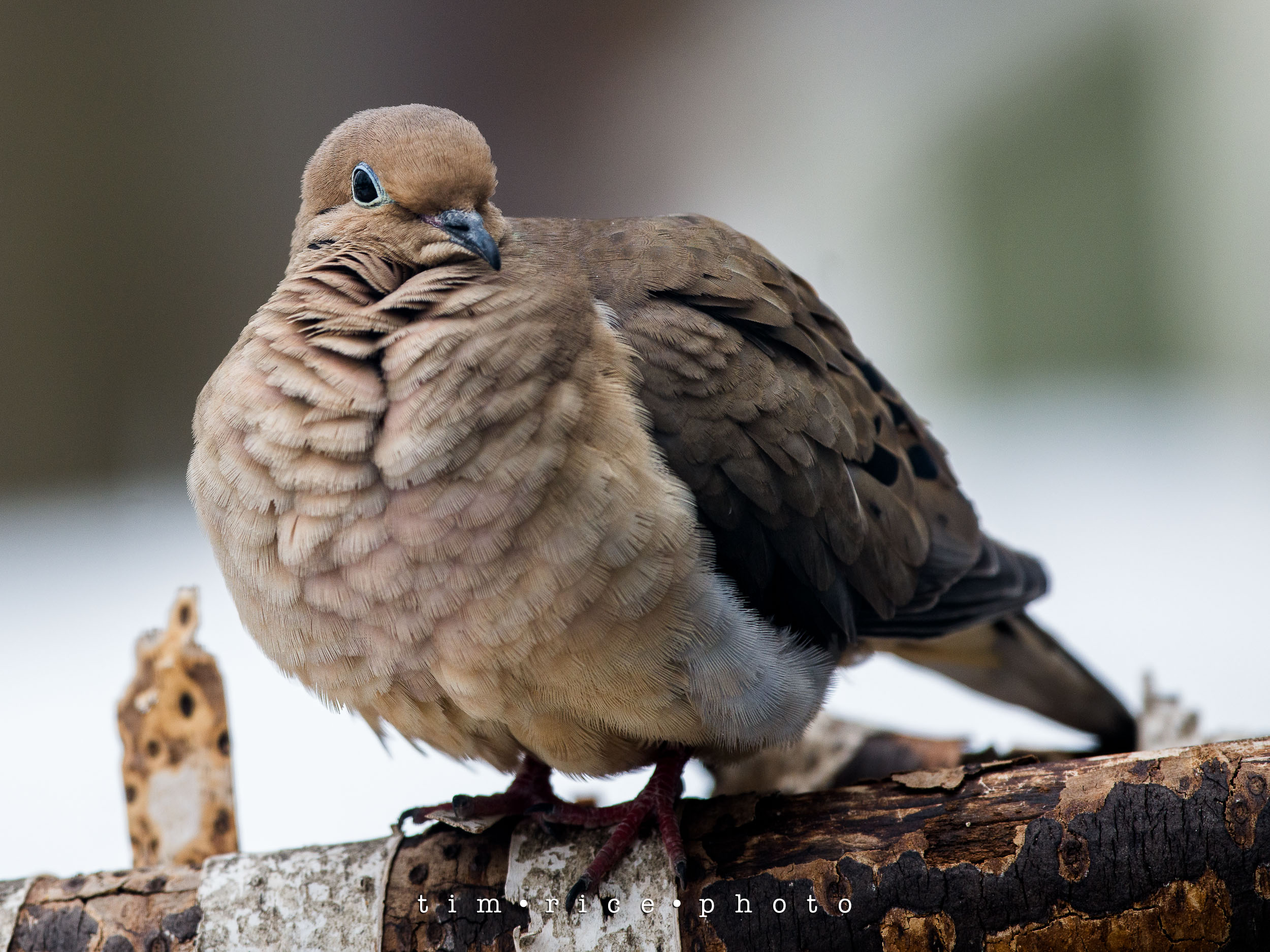 the dailypic 5622 yr16 143 The Puffy Dove – tim rice photo