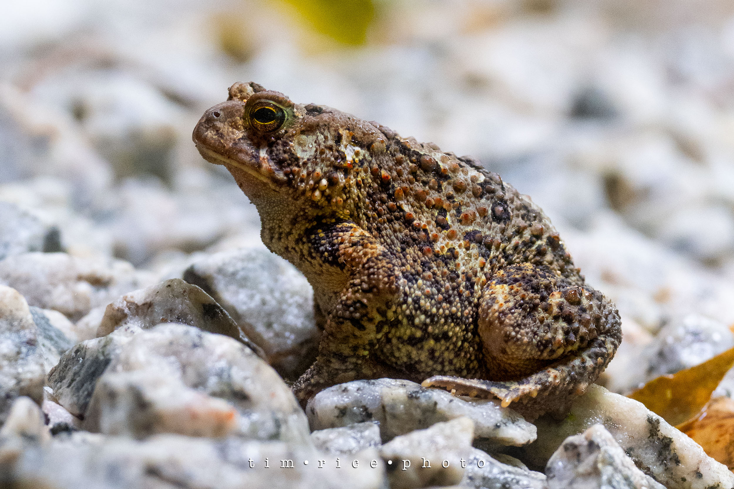 the dailypic 5731 yr16 252 Mr Toad – tim rice photo