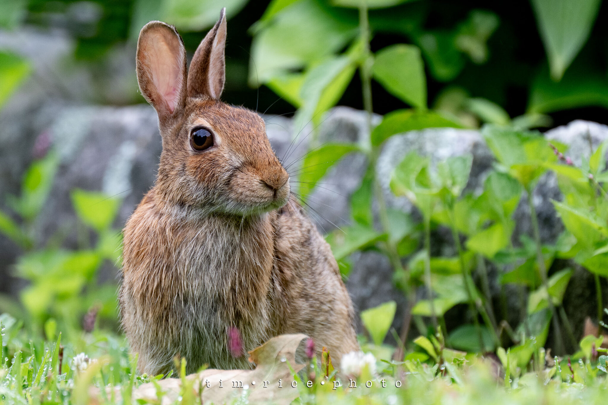 the dailypic 5732 yr16 253 Rainy Day Rabbit – tim rice photo