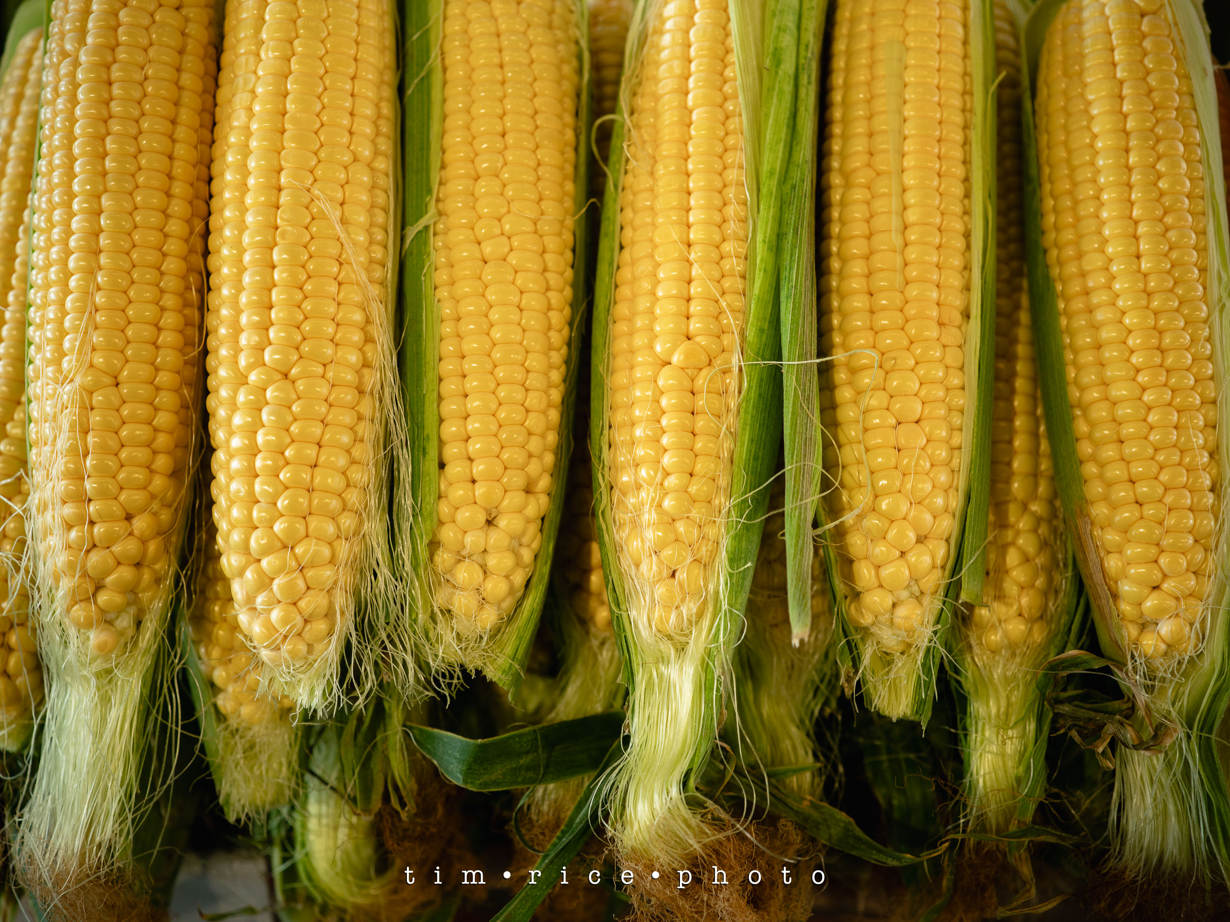 the dailypic 5774 yr16 295 Foreign Corn – tim rice photo