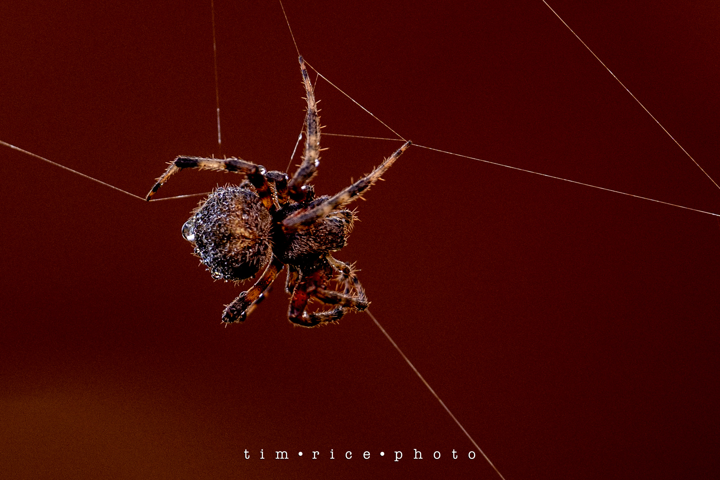 the dailypic 5843 yr16 364 Spider Study – tim rice photo