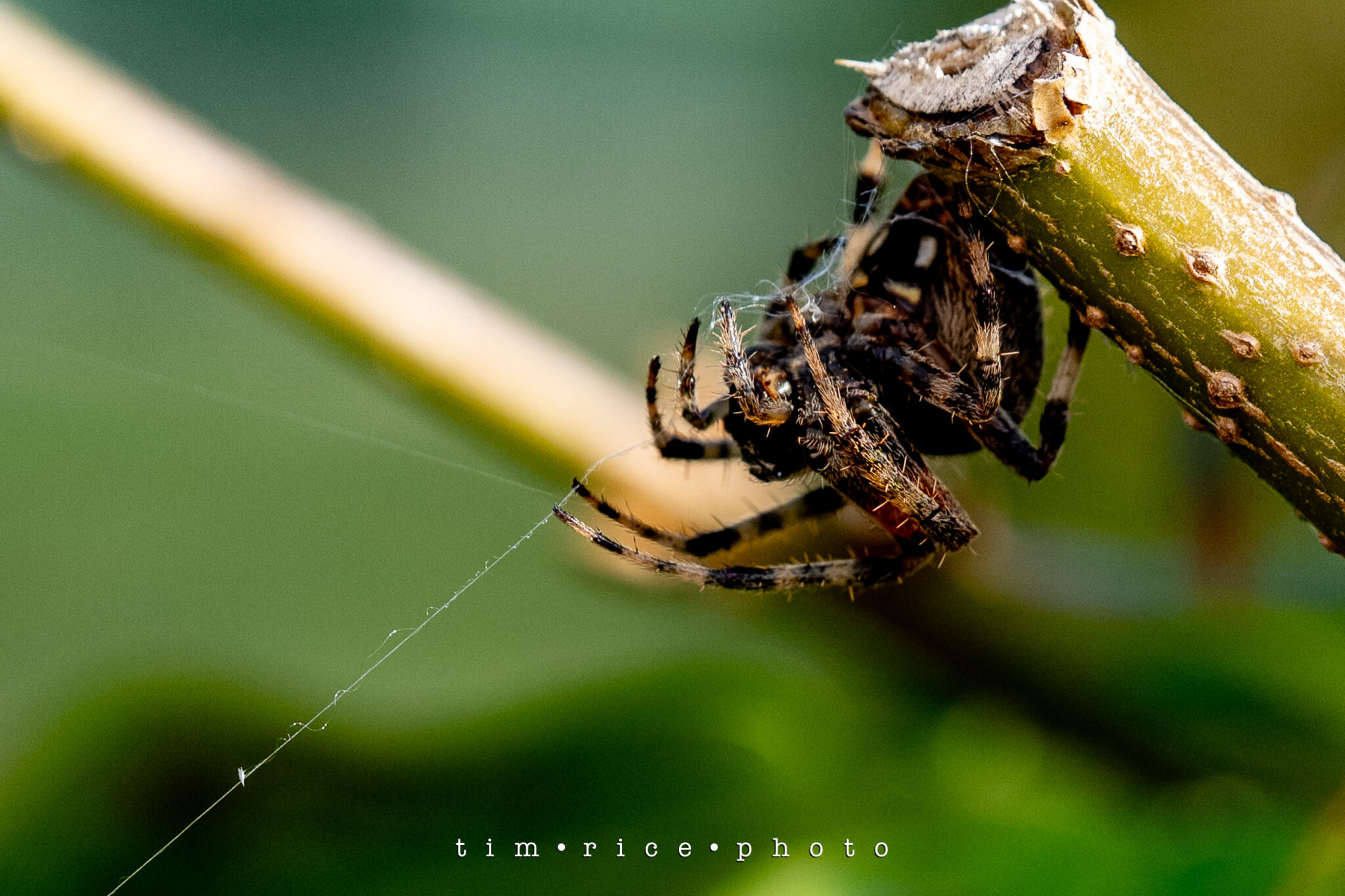 the dailypic 5843 yr16 364 Spider Study – tim rice photo