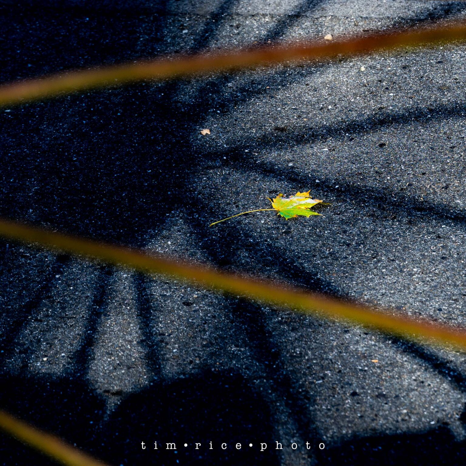 the dailypic 5895 yr17 051 Easily Ignored – tim rice photo