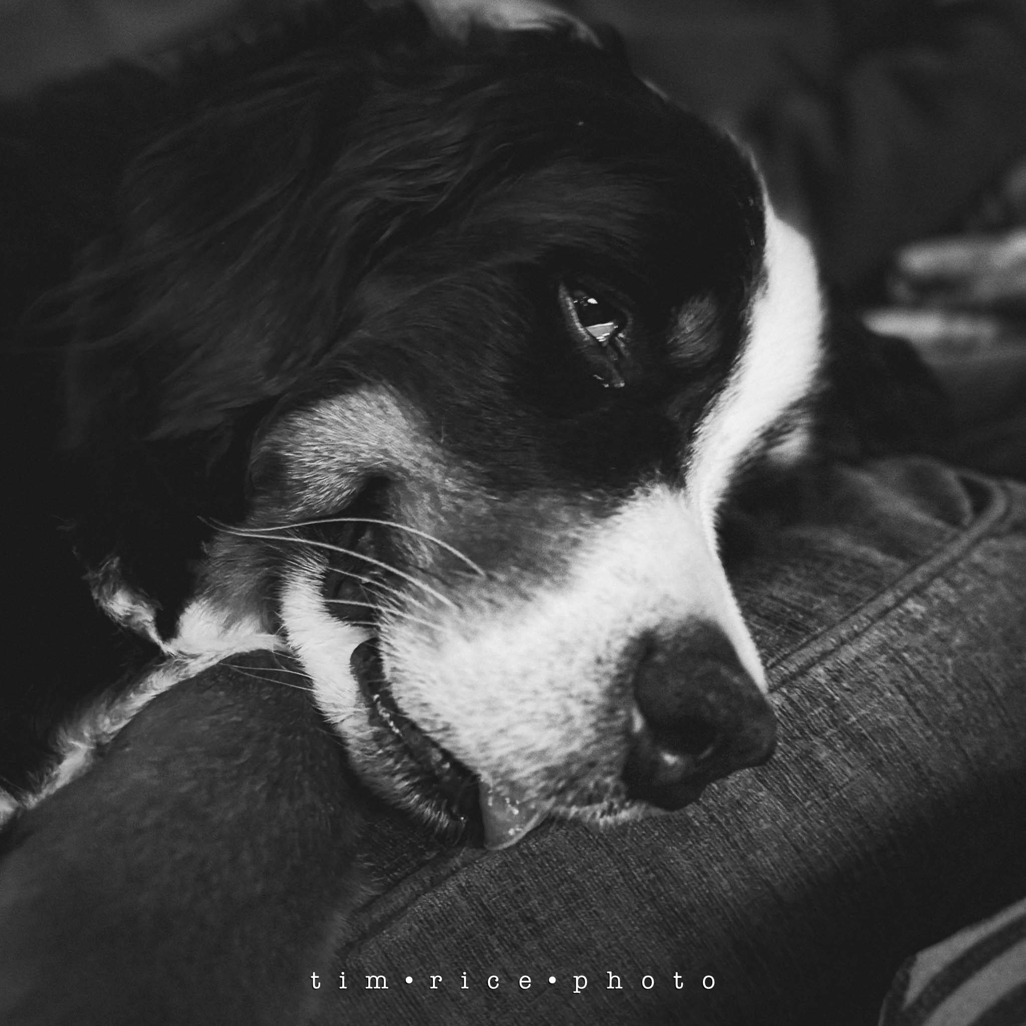 the dailypic 5954 yr17 110 Reyka Pose – tim rice photo